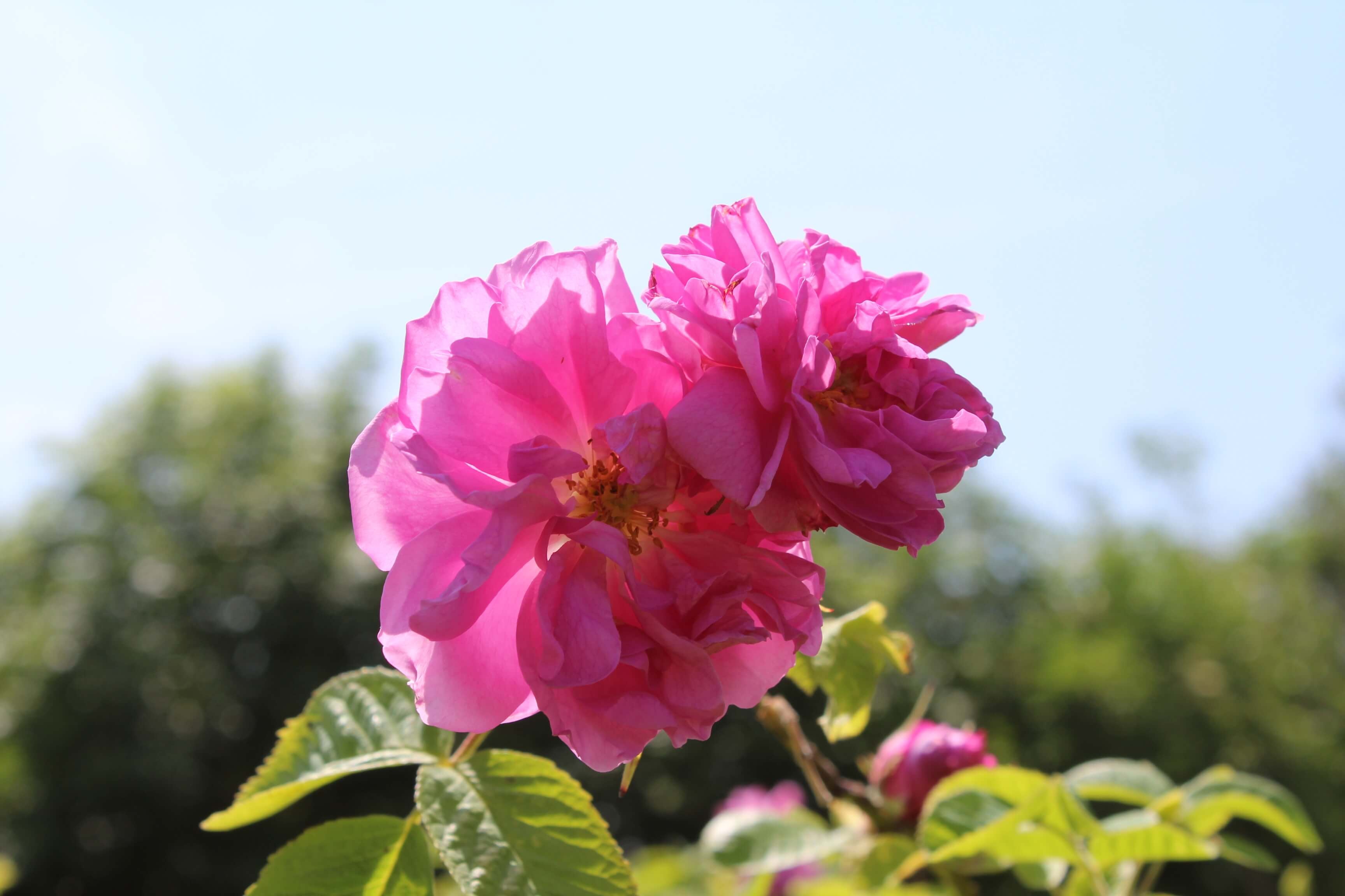 Apothecary Rose – Secret Garden Distillery