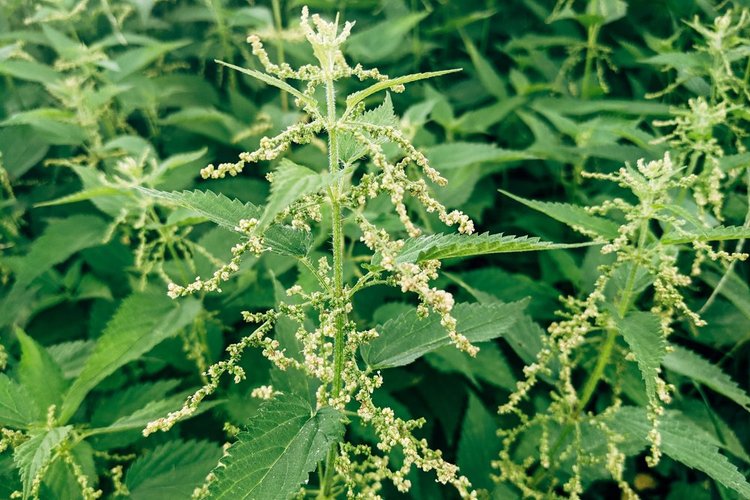 Why we love nettles 🤩 – Secret Garden Distillery