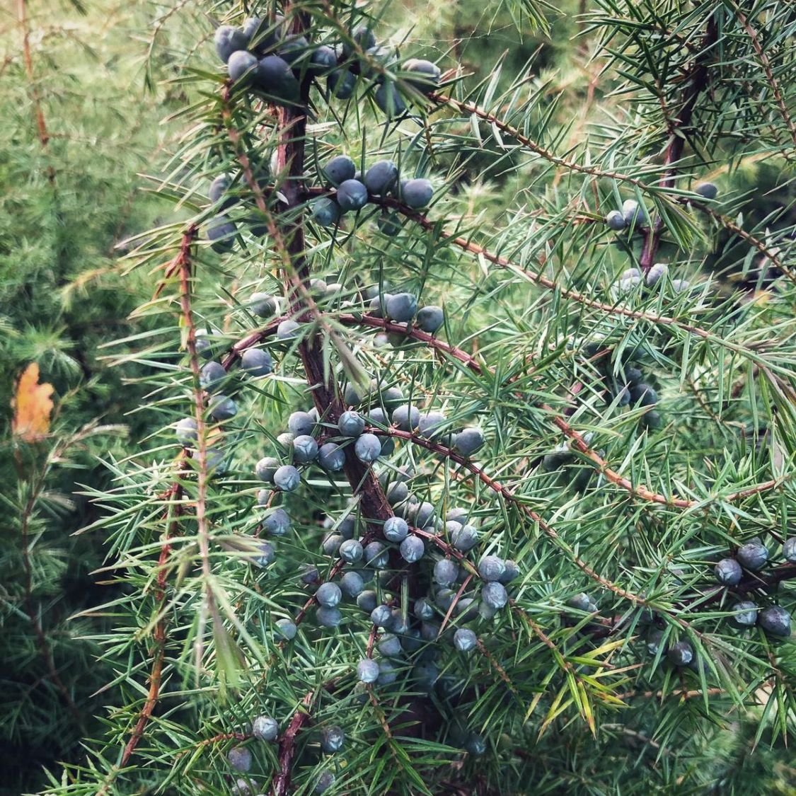 The link between Juniper and the festival of Samhain – Secret Garden ...